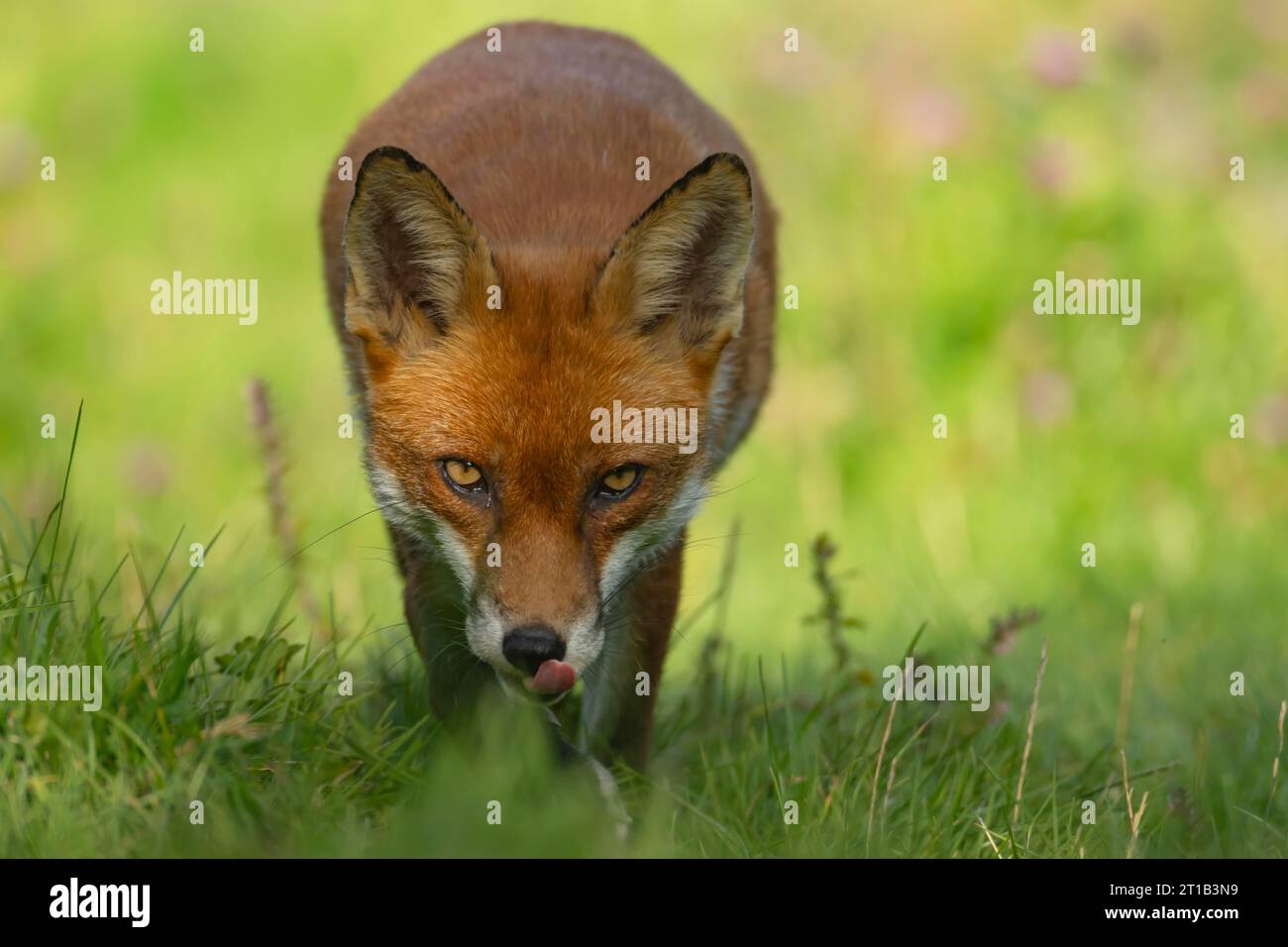 Red fox grass stalk hi-res stock photography and images - Alamy