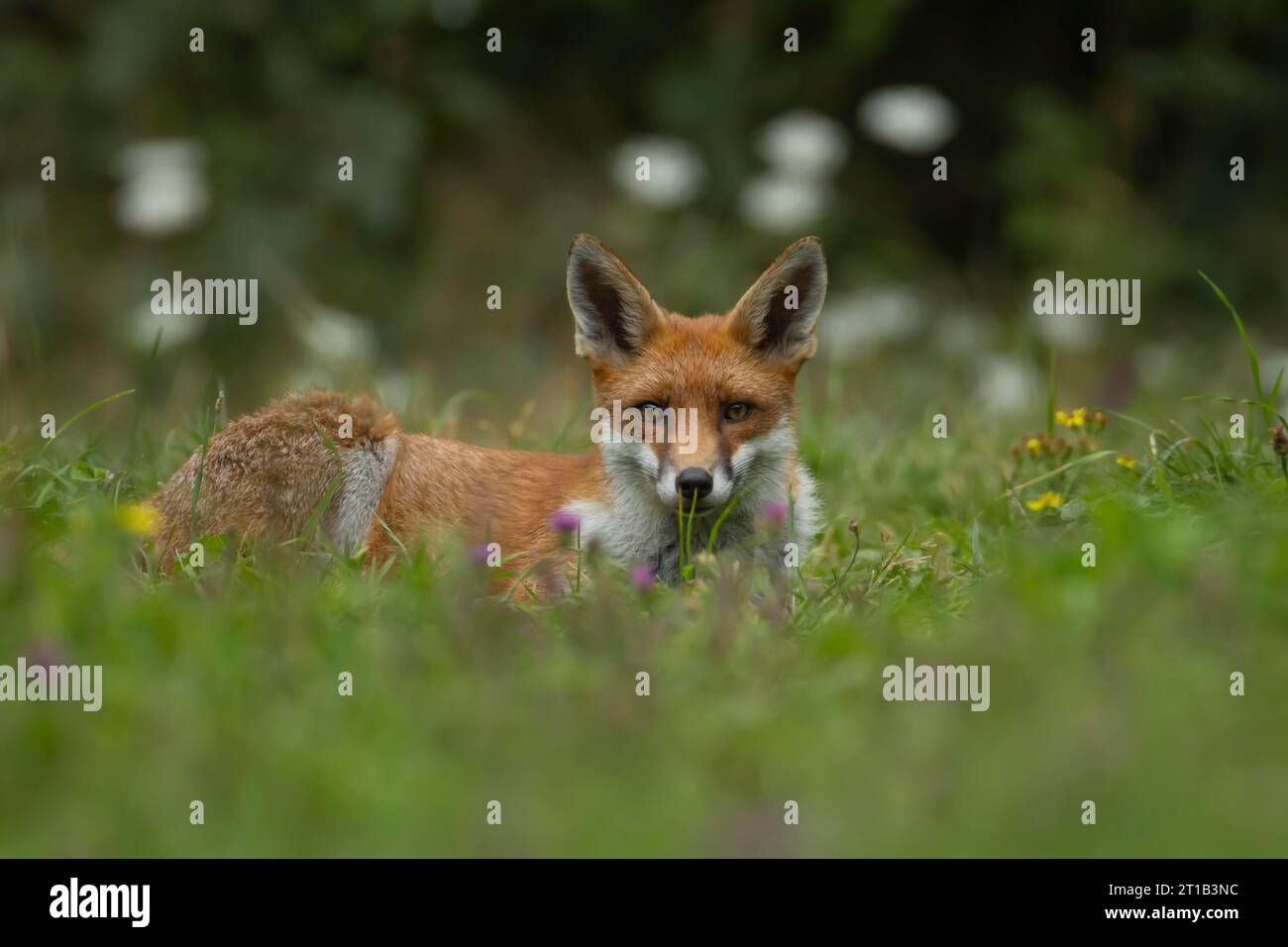 Red fox (Vulpes vulpes) juvenile cub sitting amongst summer wildflowers in grassland, England ...