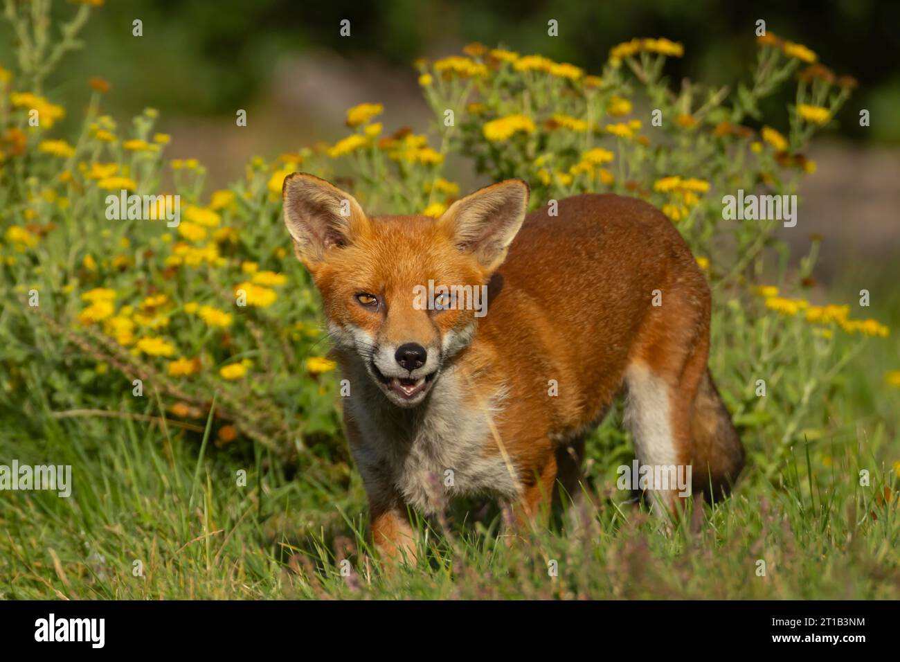 Red fox (Vulpes vulpes) adult animal standing amongst summer ...