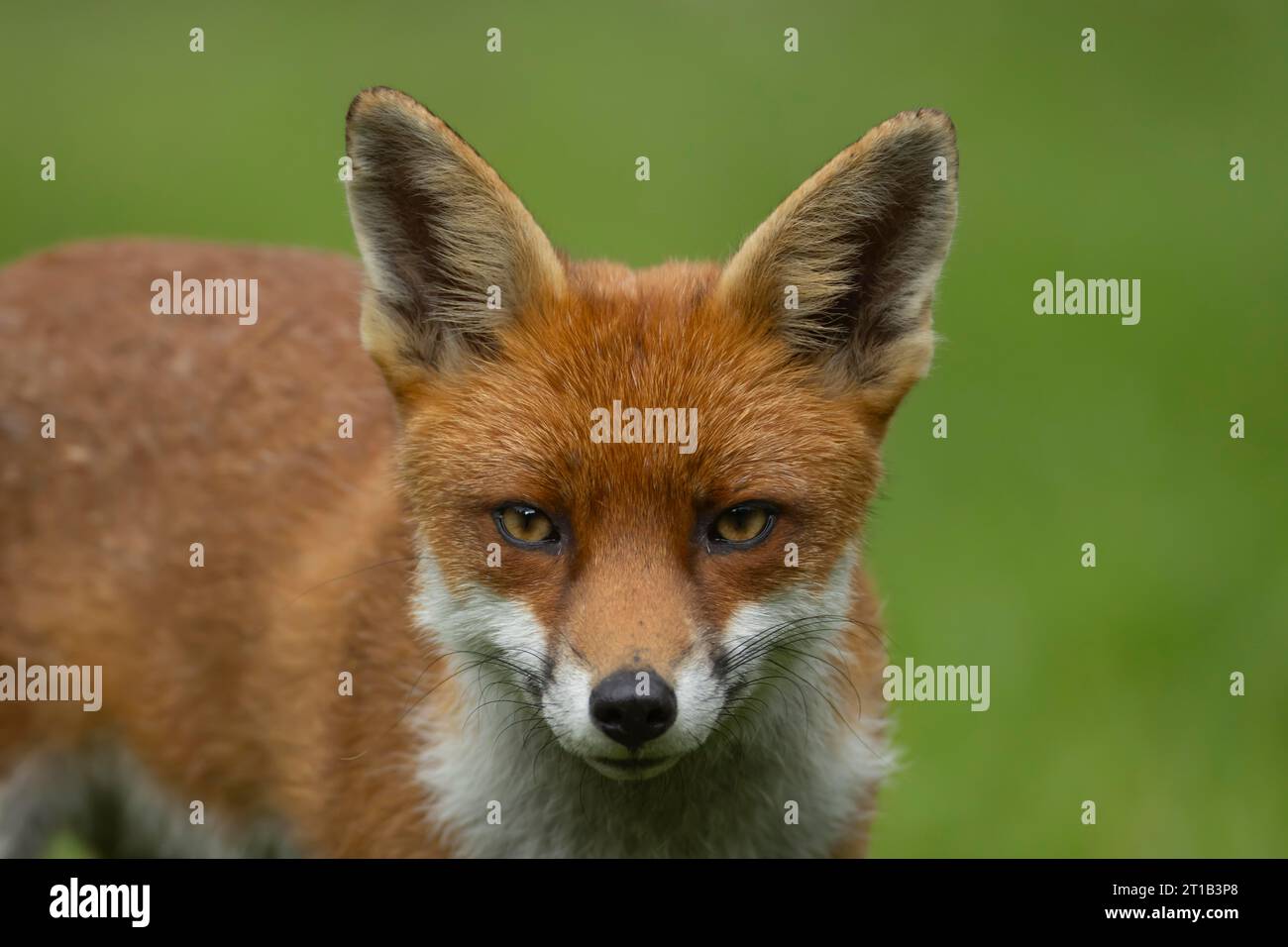 Red fox (Vulpes vulpes) adult animal head portrait, England, United ...