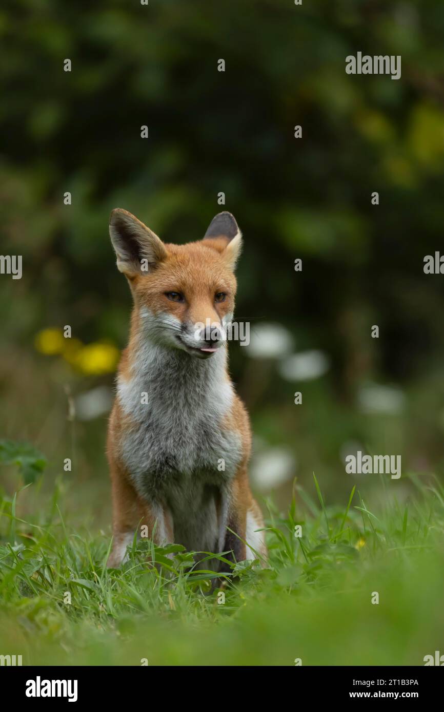 Red fox (Vulpes vulpes) adult animal standing in grassland, England ...