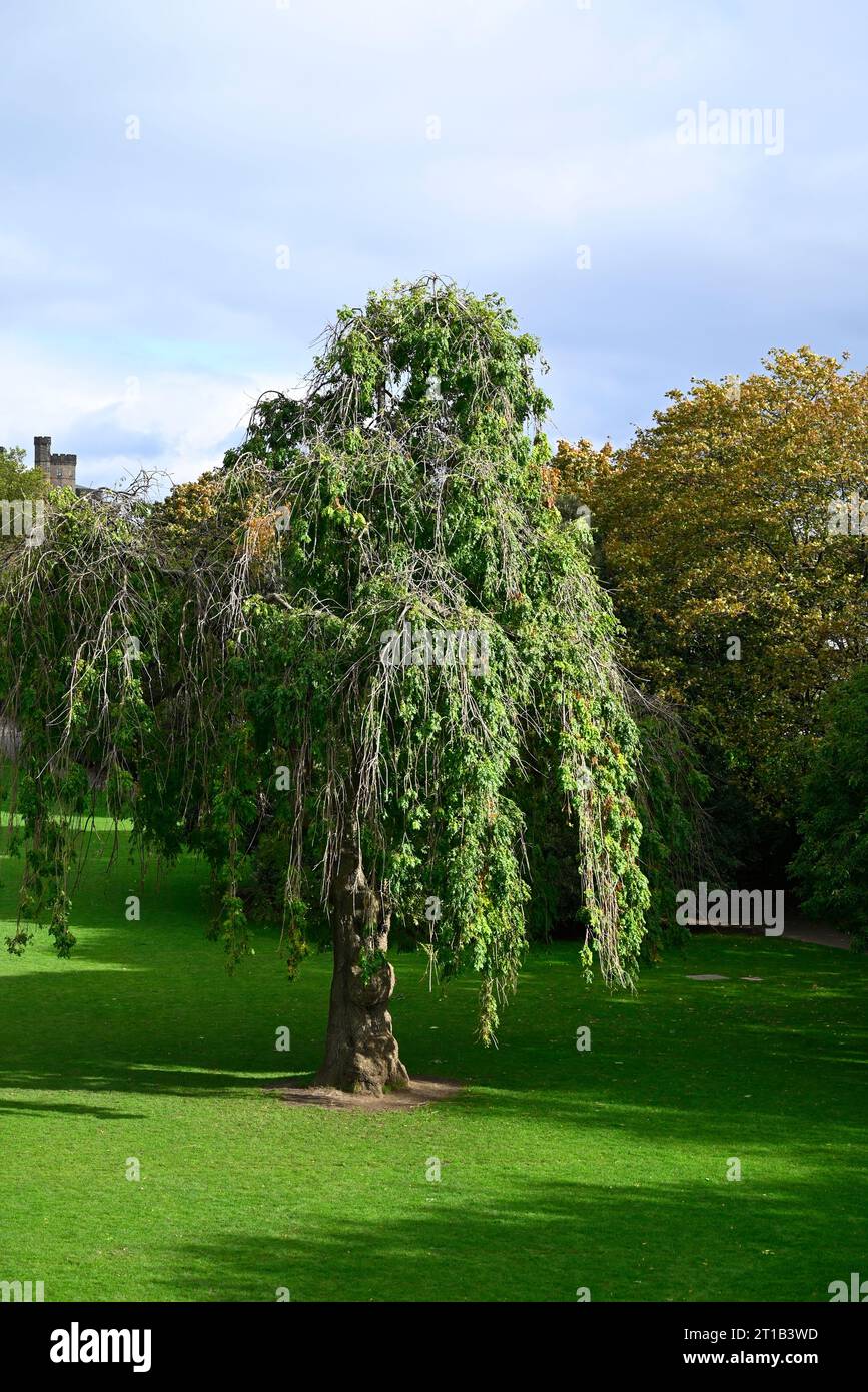 Nor loch edinburgh hi-res stock photography and images - Alamy