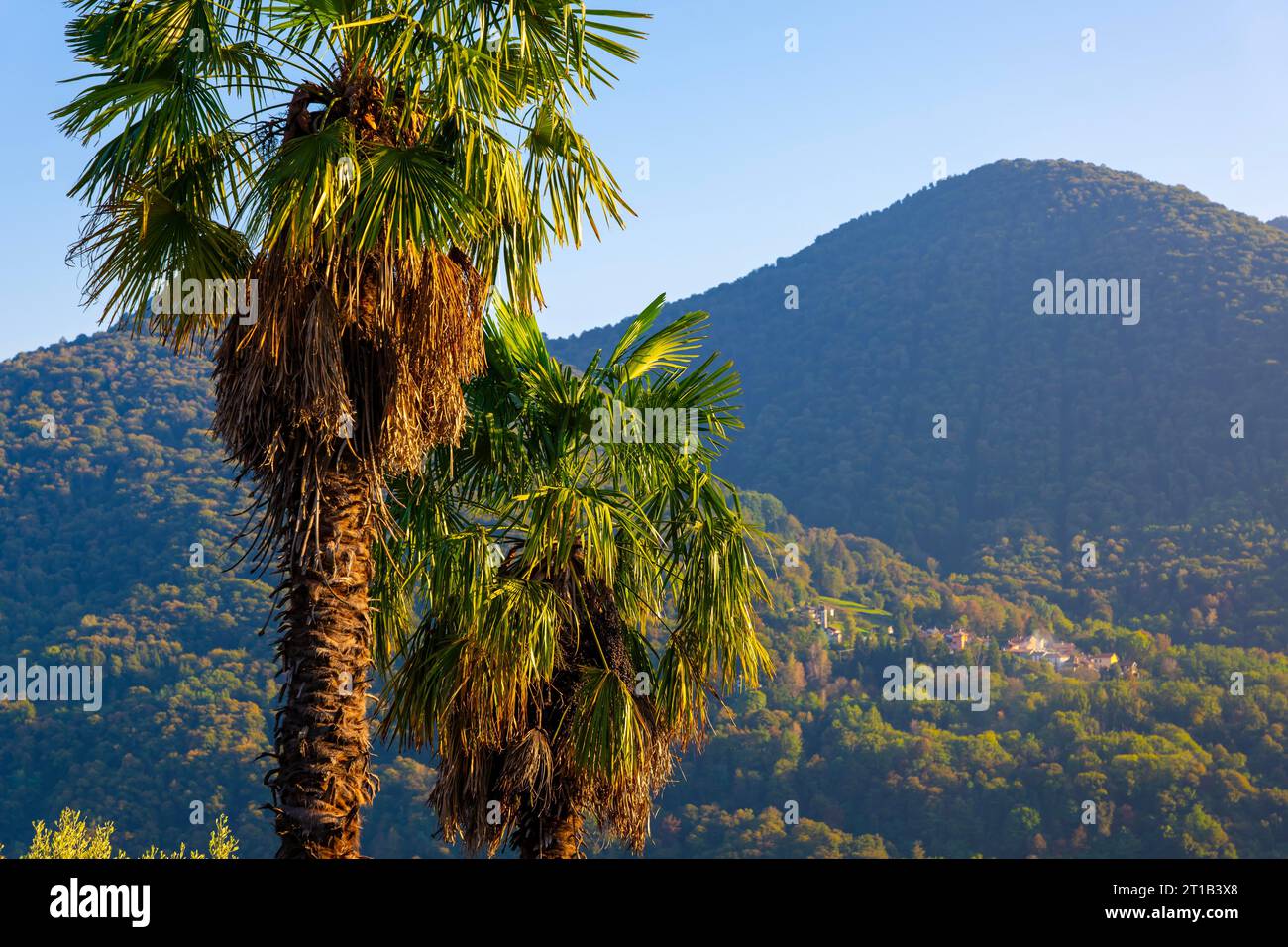 Palm Tree and Beautiful Panoramic View over a Village in Italy on ...