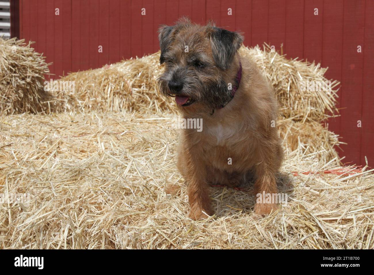 Border Terrier sitting on hay bales against a red barn Stock Photo - Alamy