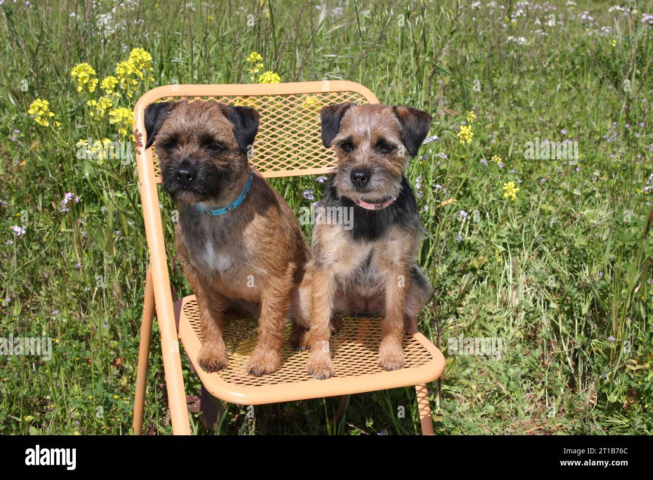 2 Border Terriers sitting in a chair in a field of wildflowers and ...