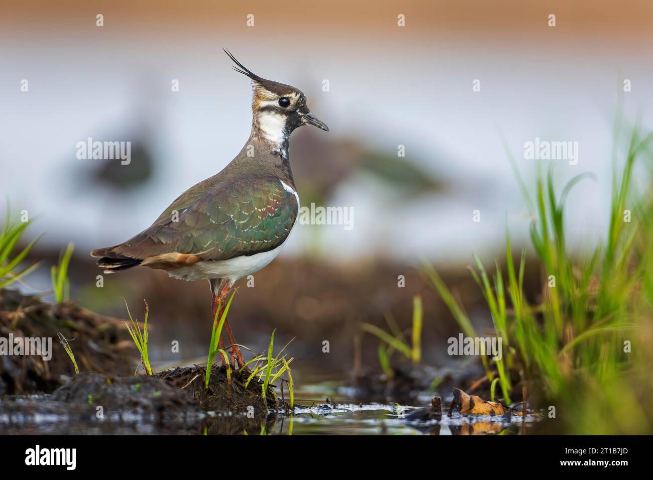Northern lapwing (Vanellus vanellus) Elbe River Landscape, wet meadow ...