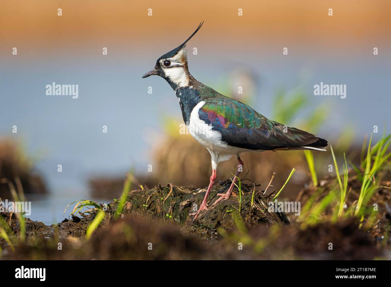 Northern lapwing (Vanellus vanellus) Elbe River Landscape, wet meadow ...