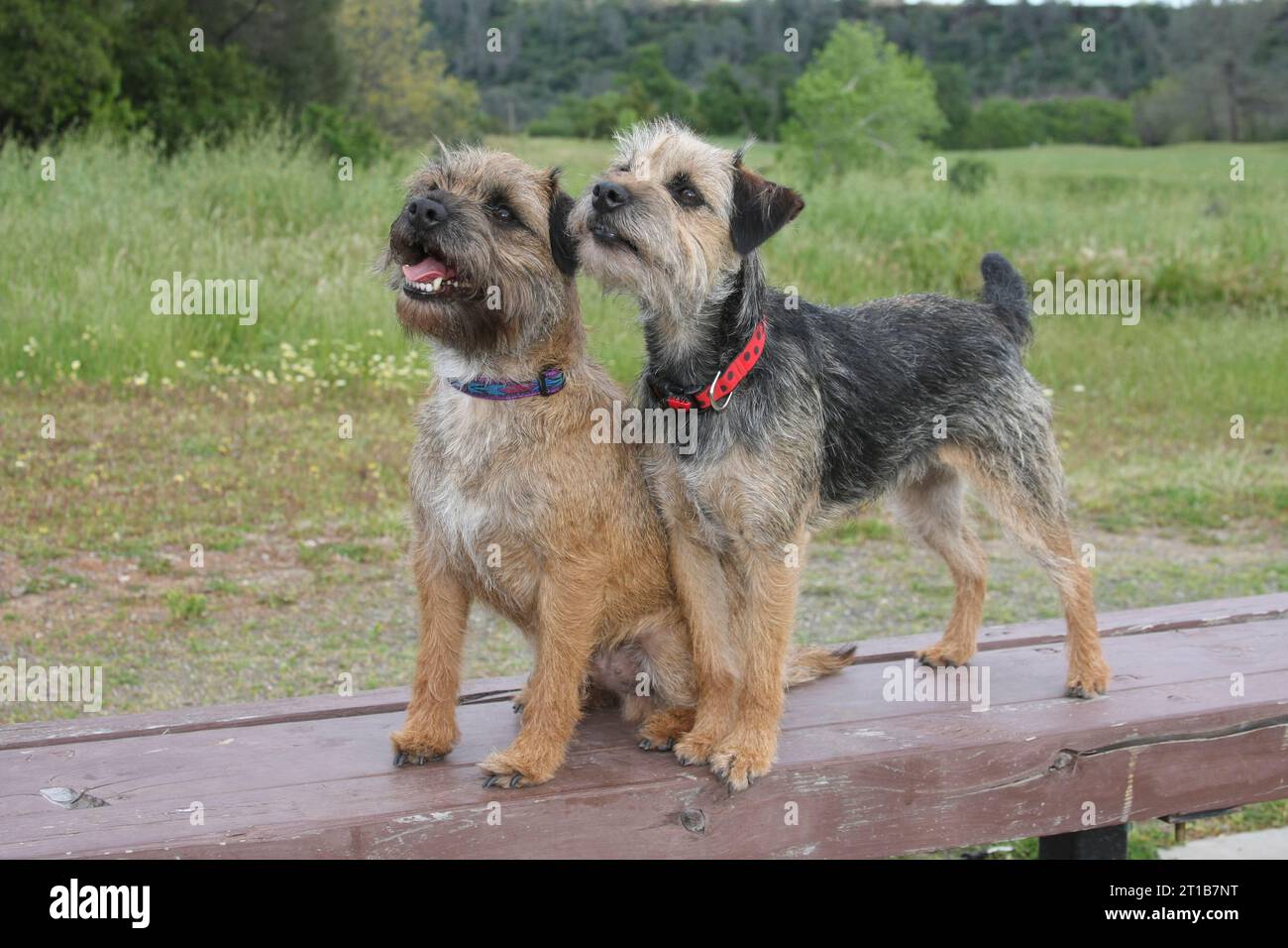 2 Border Terriers at a park on a bench with greenery and trees in the ...