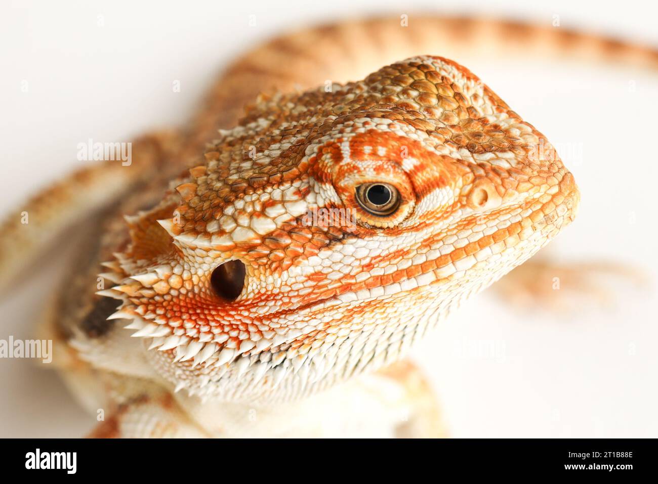 Professional studio macro photography isolated white background Bearded ...