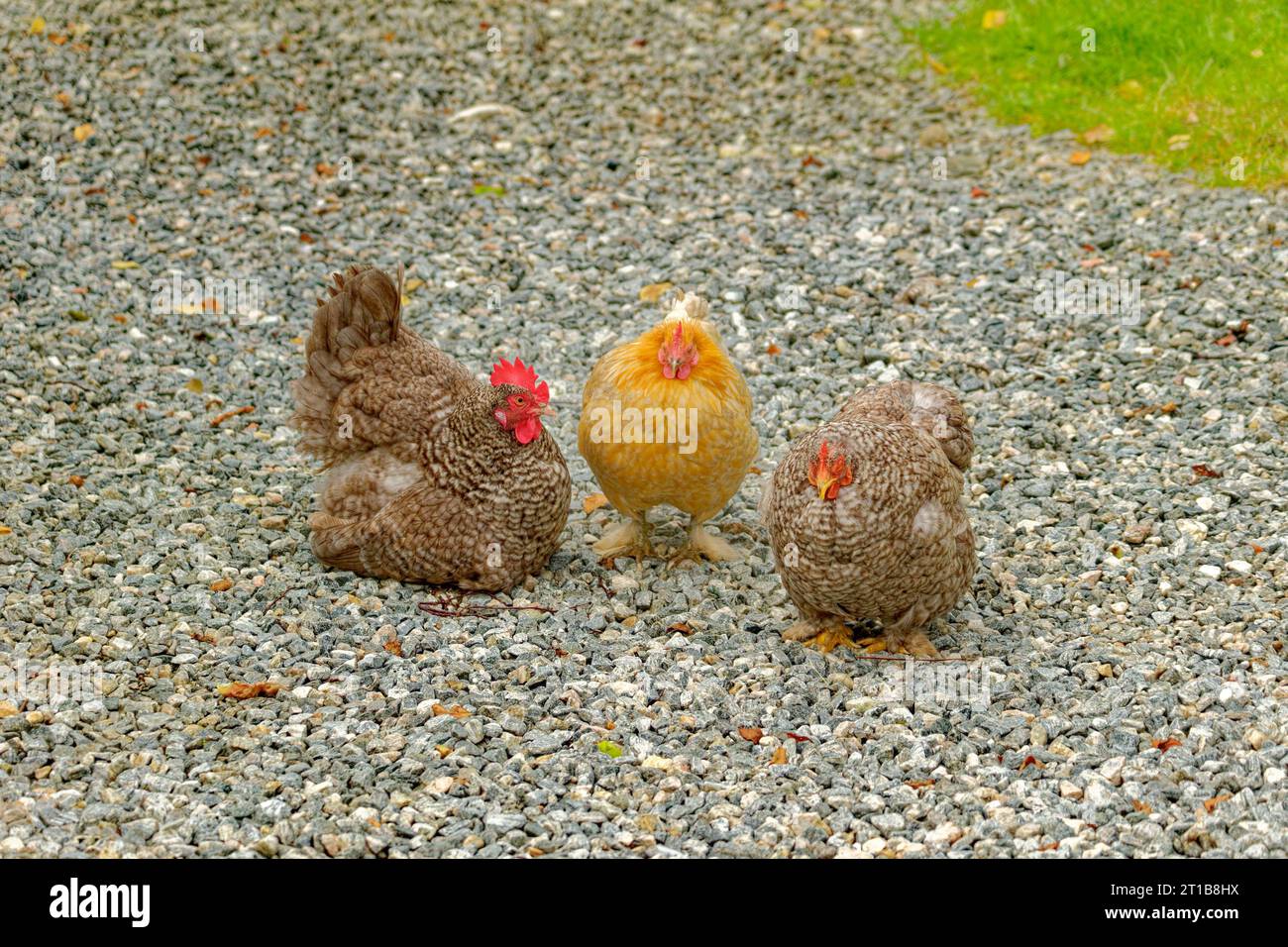 Fat chickens hi-res stock photography and images - Alamy
