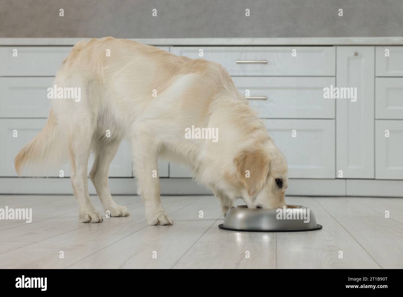 Cute Labrador Retriever eating from metal bowl in kitchen Stock Photo ...