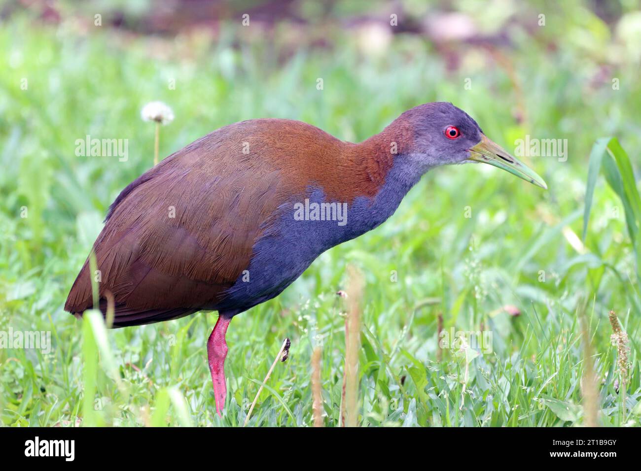 Aramids hi-res stock photography and images - Alamy