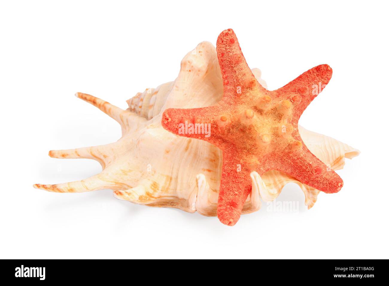 Beautiful sea star and seashell isolated on white Stock Photo - Alamy