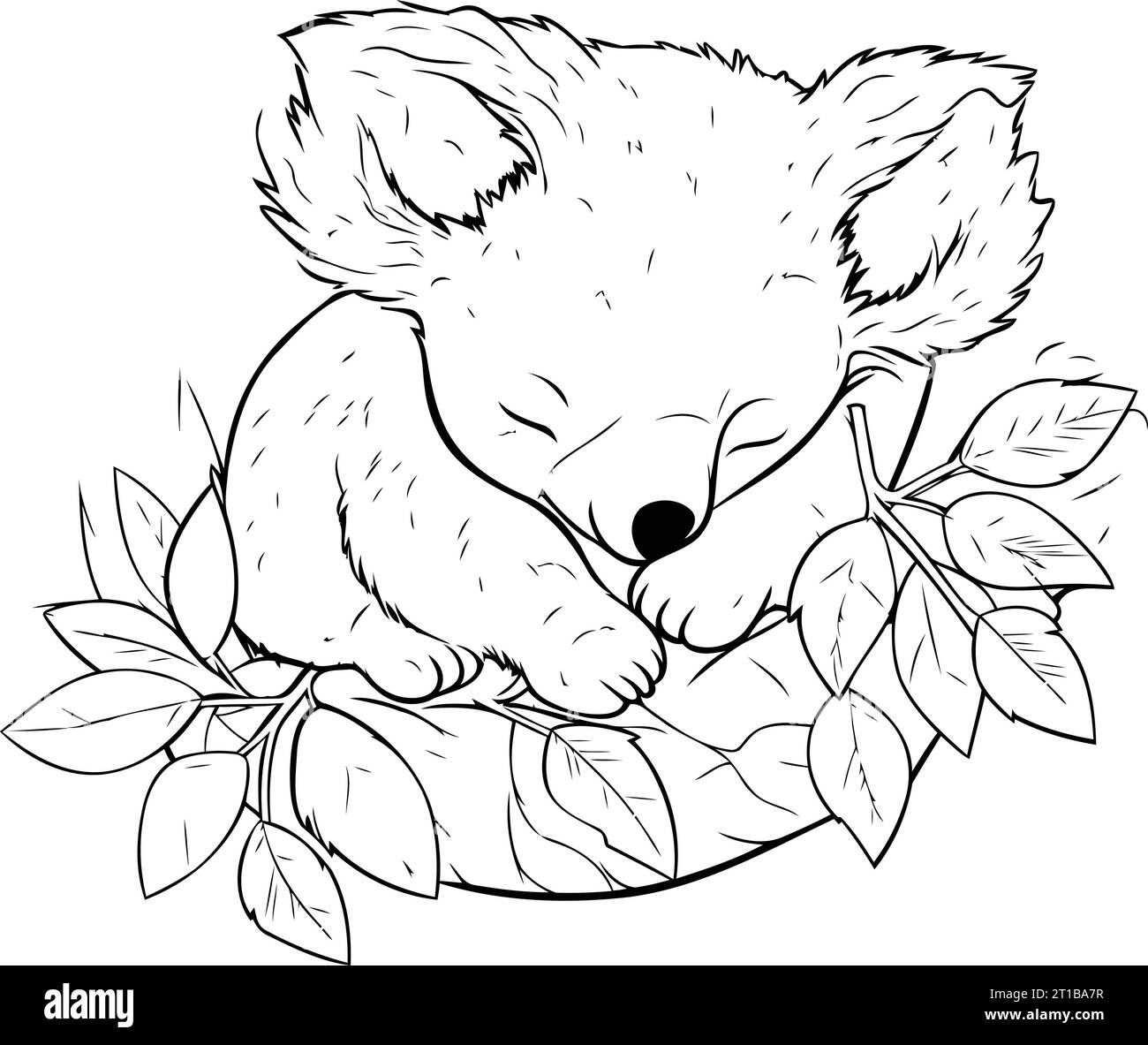Koala Sleeping Drawing
