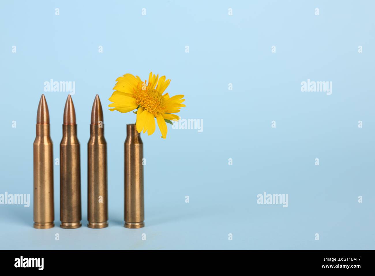 Bullets and beautiful yellow flower on light blue background, space for ...