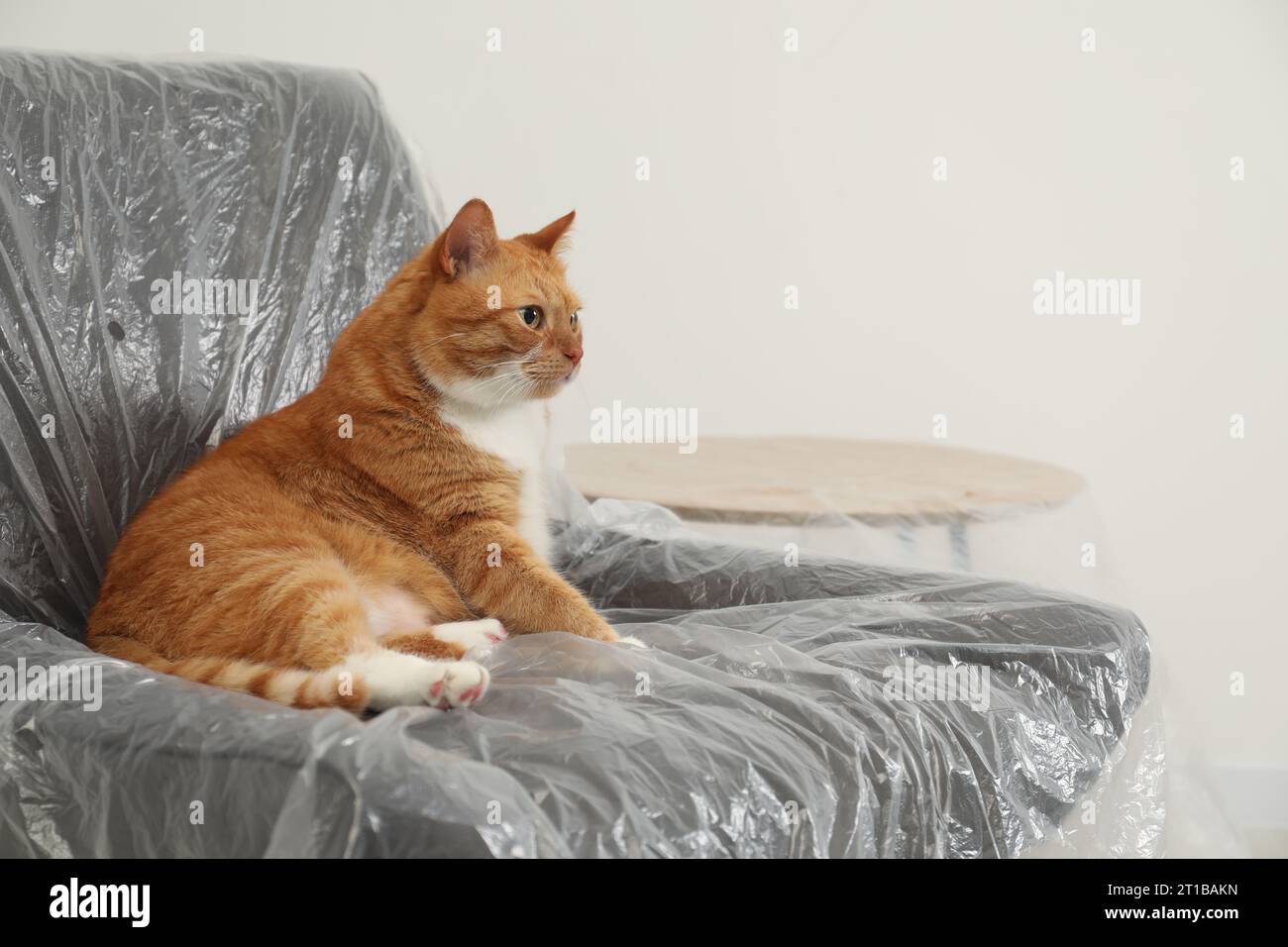 Cute ginger cat resting in armchair covered with plastic film indoors ...