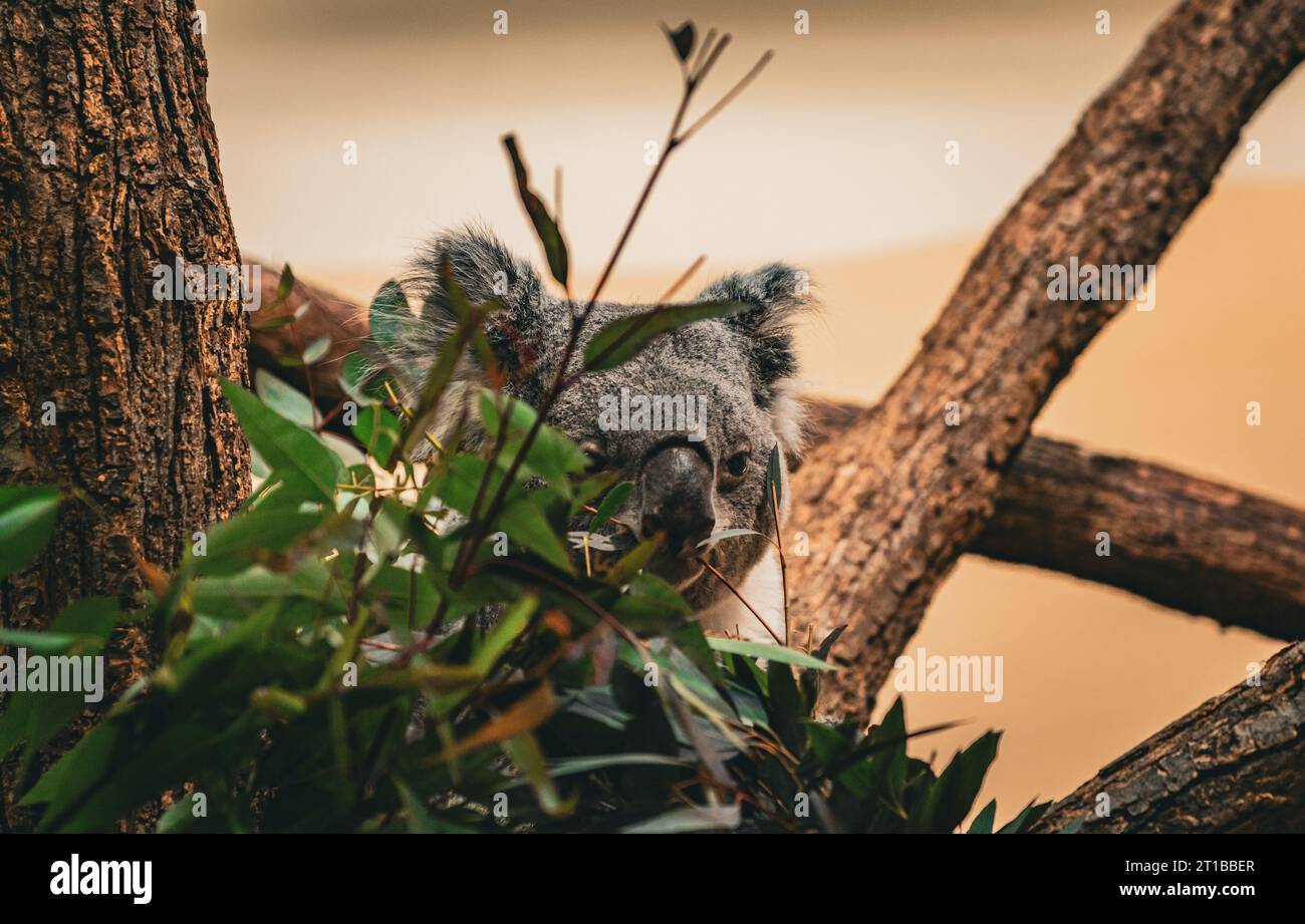 An adorable Japanese Arborped Koala perched atop a tree limb, enjoying ...