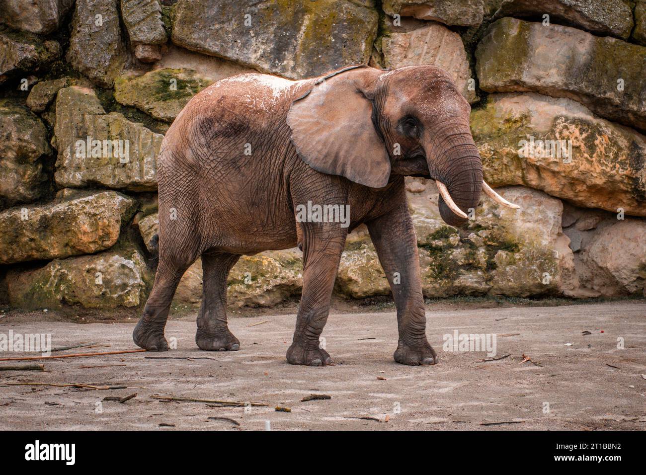 A majestic elephant its trunk raised in the air against a rocky wall ...