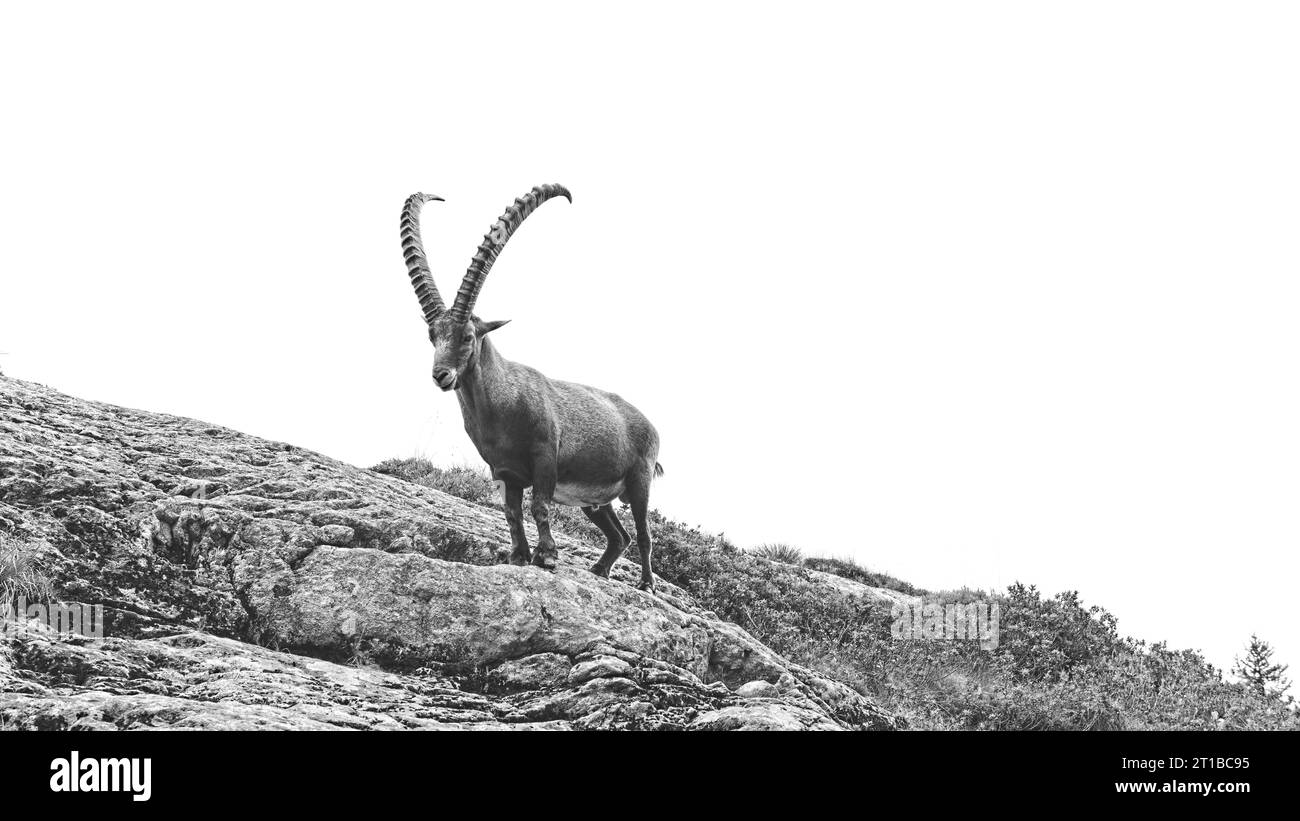 Majestic ibex in the French Alps, on rocky ground, in black and white ...