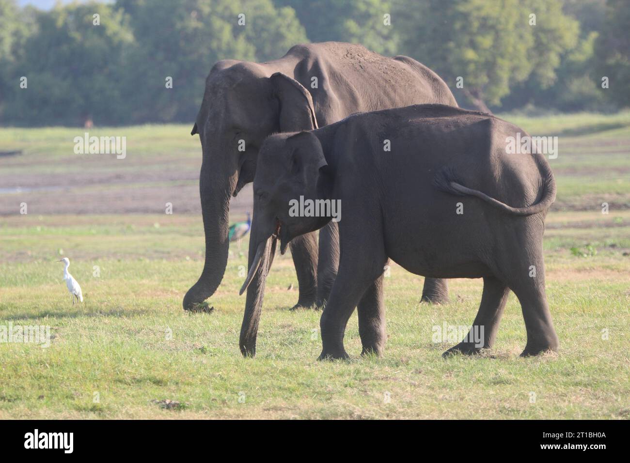 Sri Lankan Elephants in the Wild. Visit Sri Lanka Stock Photo - Alamy