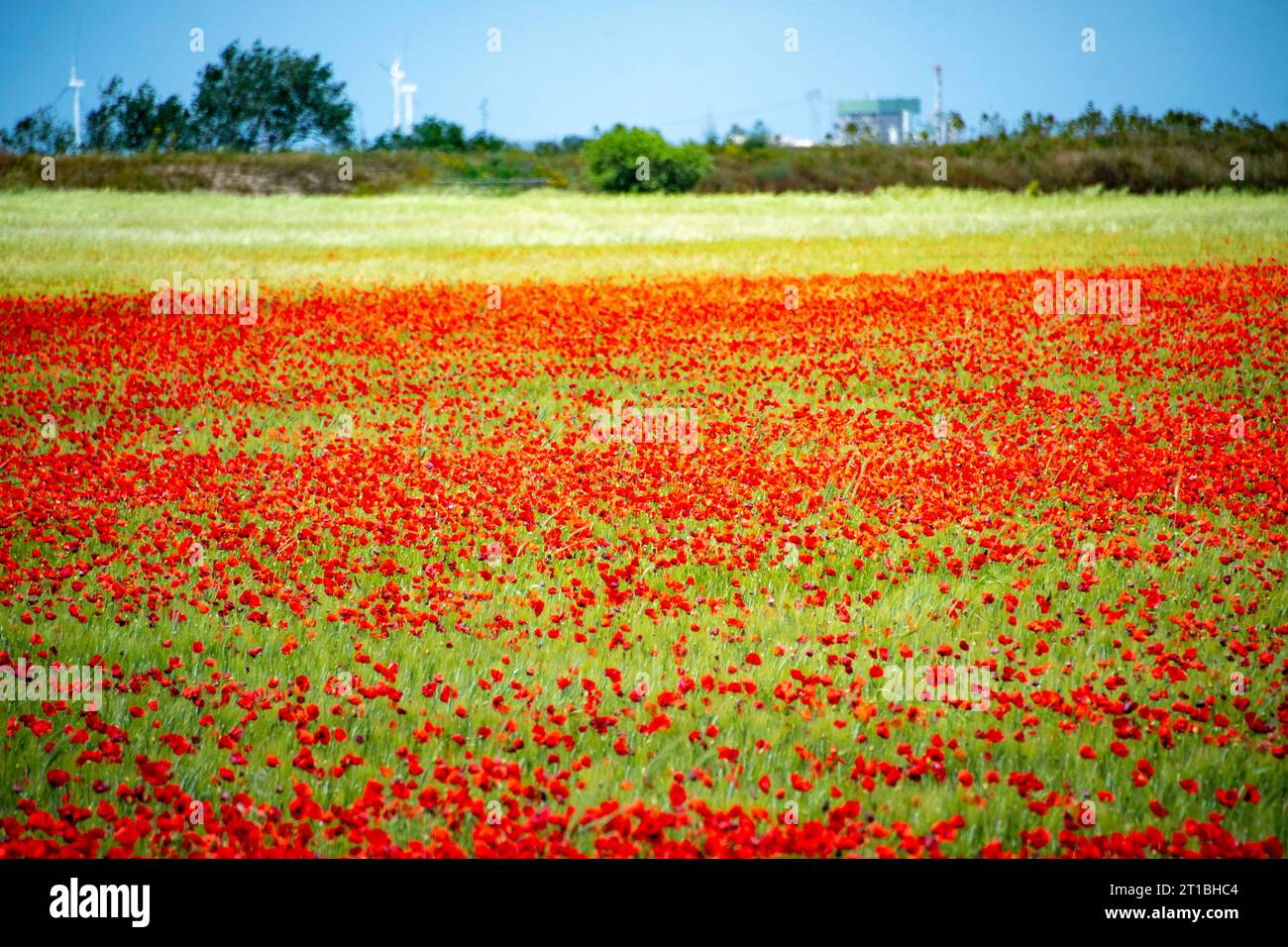 Red Poppy Field in Italy Stock Photo - Alamy