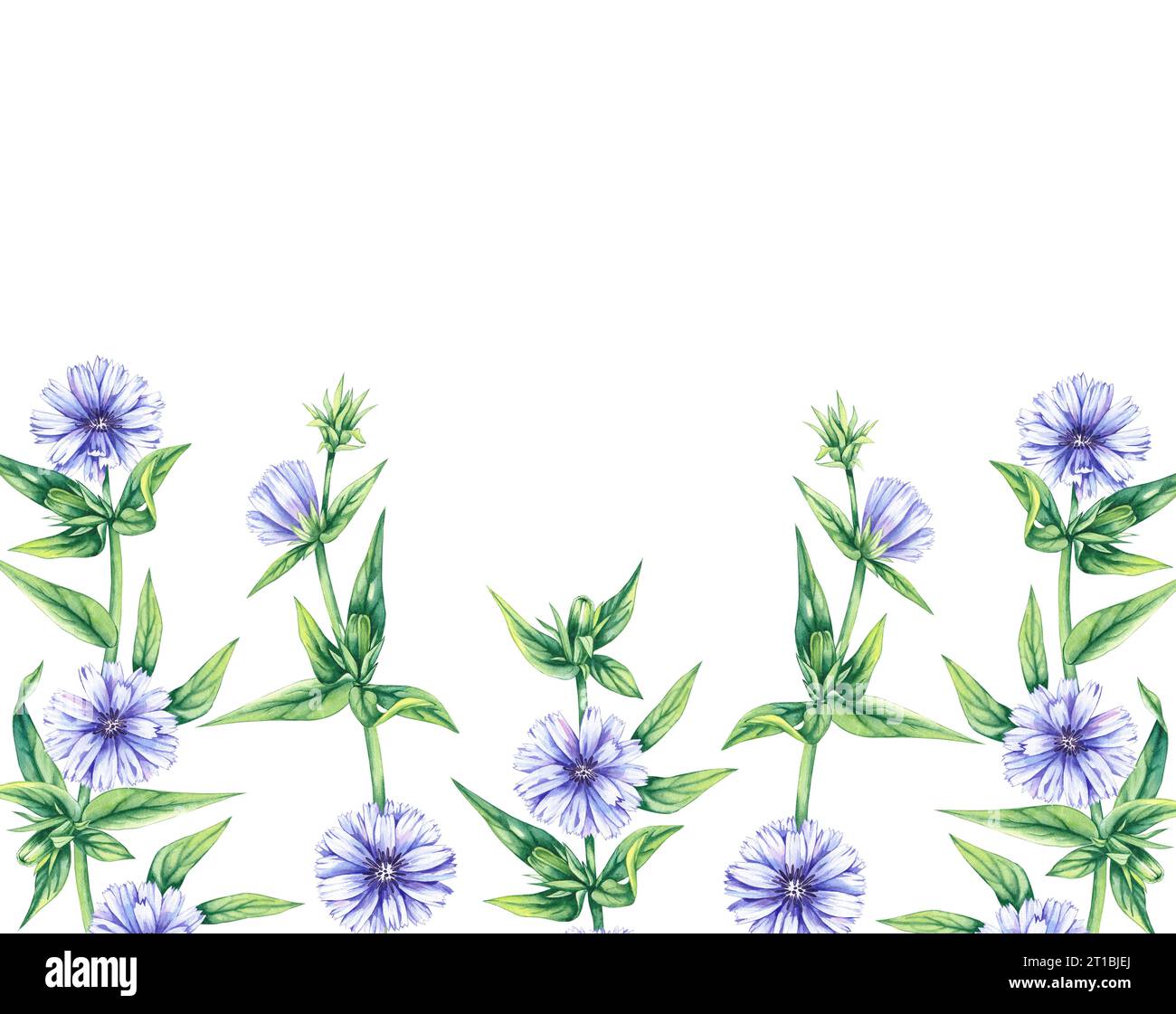 Watercolor background of chicory flowers on a white background. Frame ...