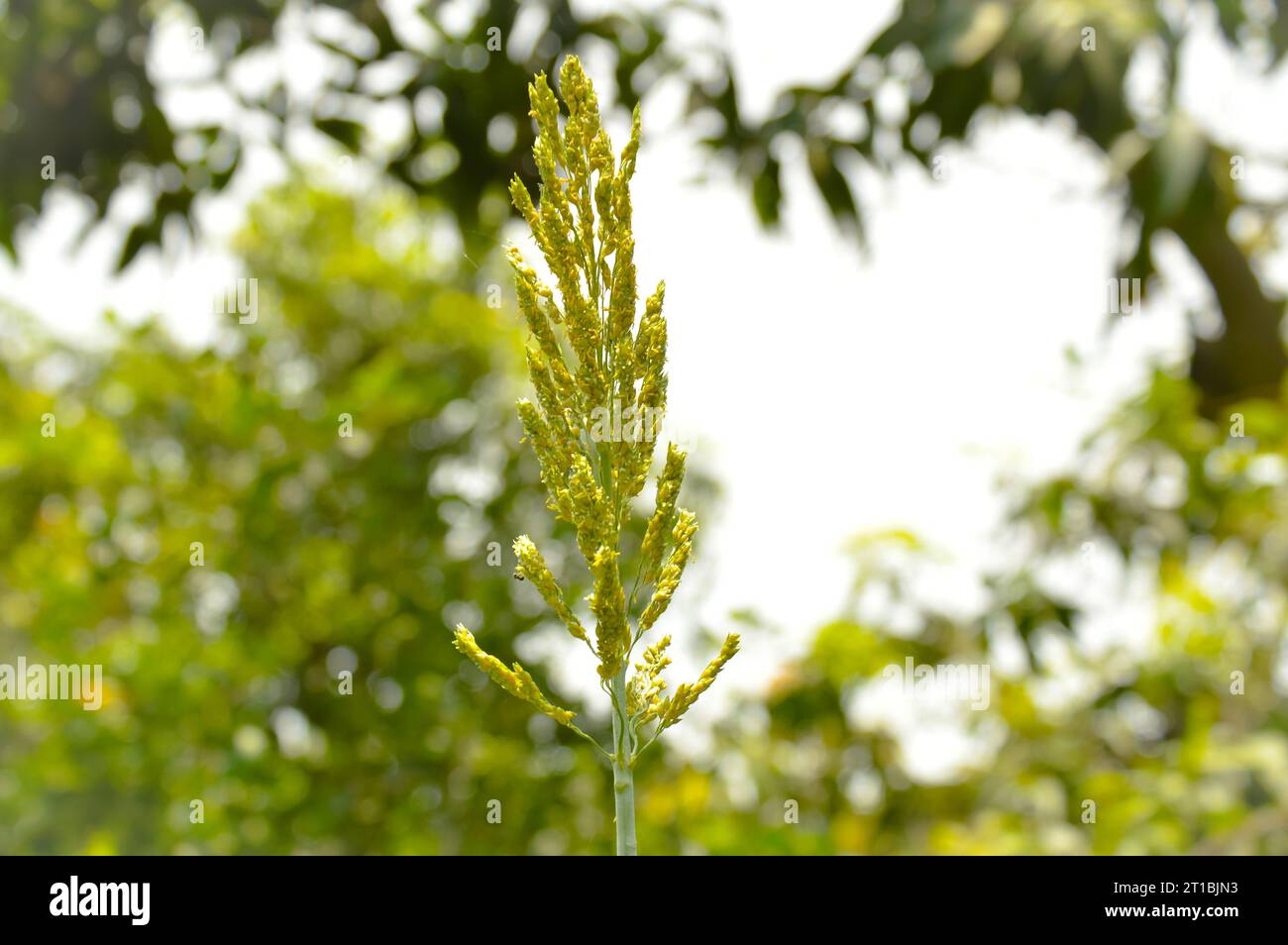 Corn broom hi-res stock photography and images - Alamy