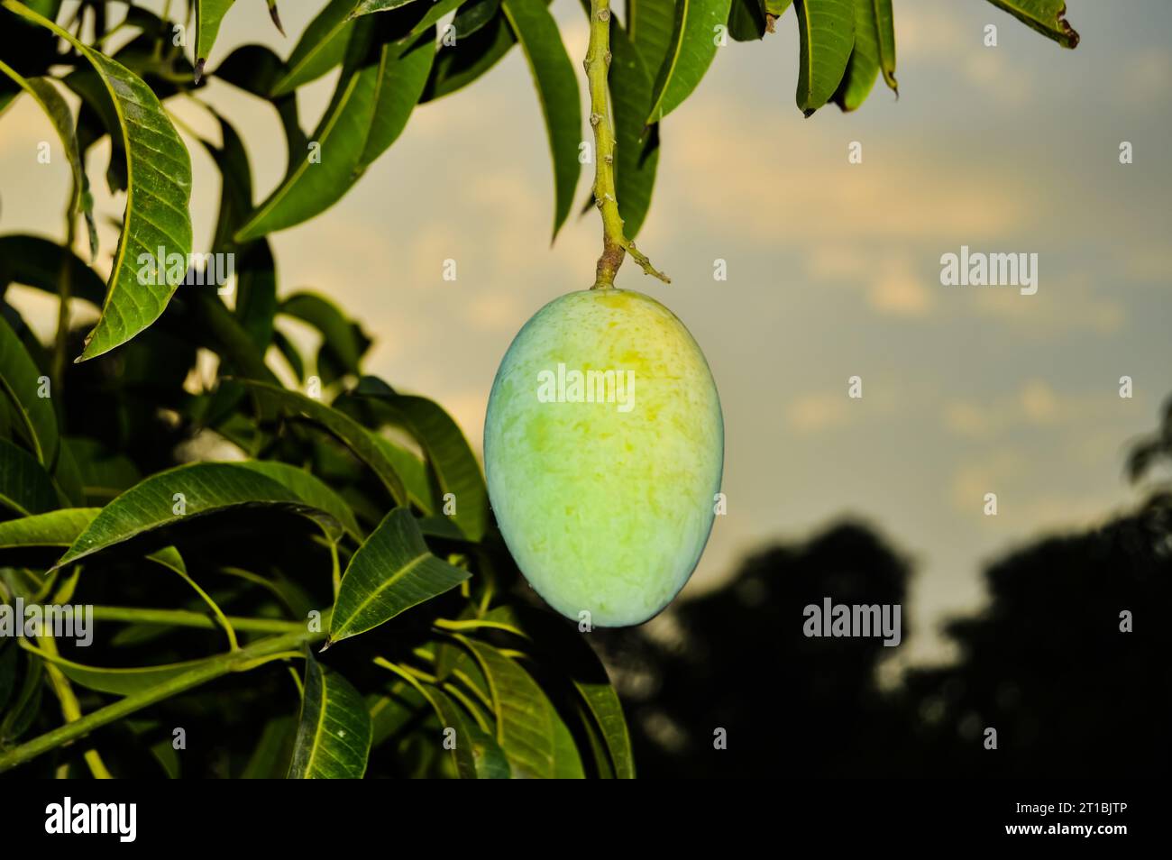 Mango tree garden hi-res stock photography and images - Alamy