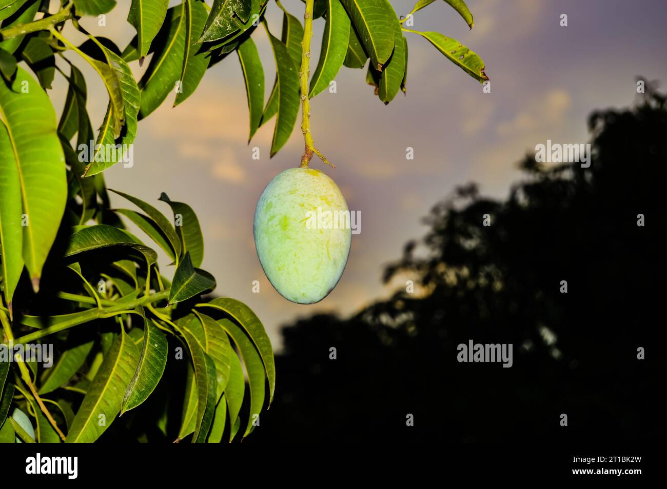 Mango tree mango tree green hi-res stock photography and images - Alamy