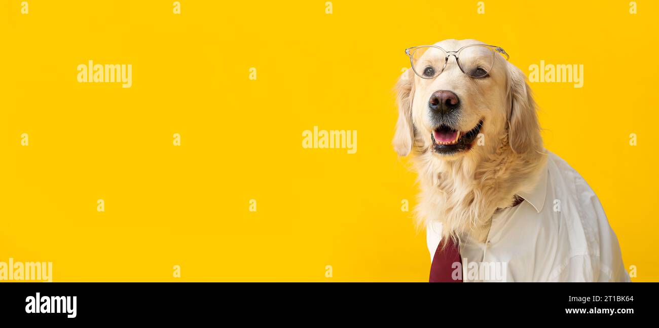 Business dog on yellow background with space for text Stock Photo - Alamy