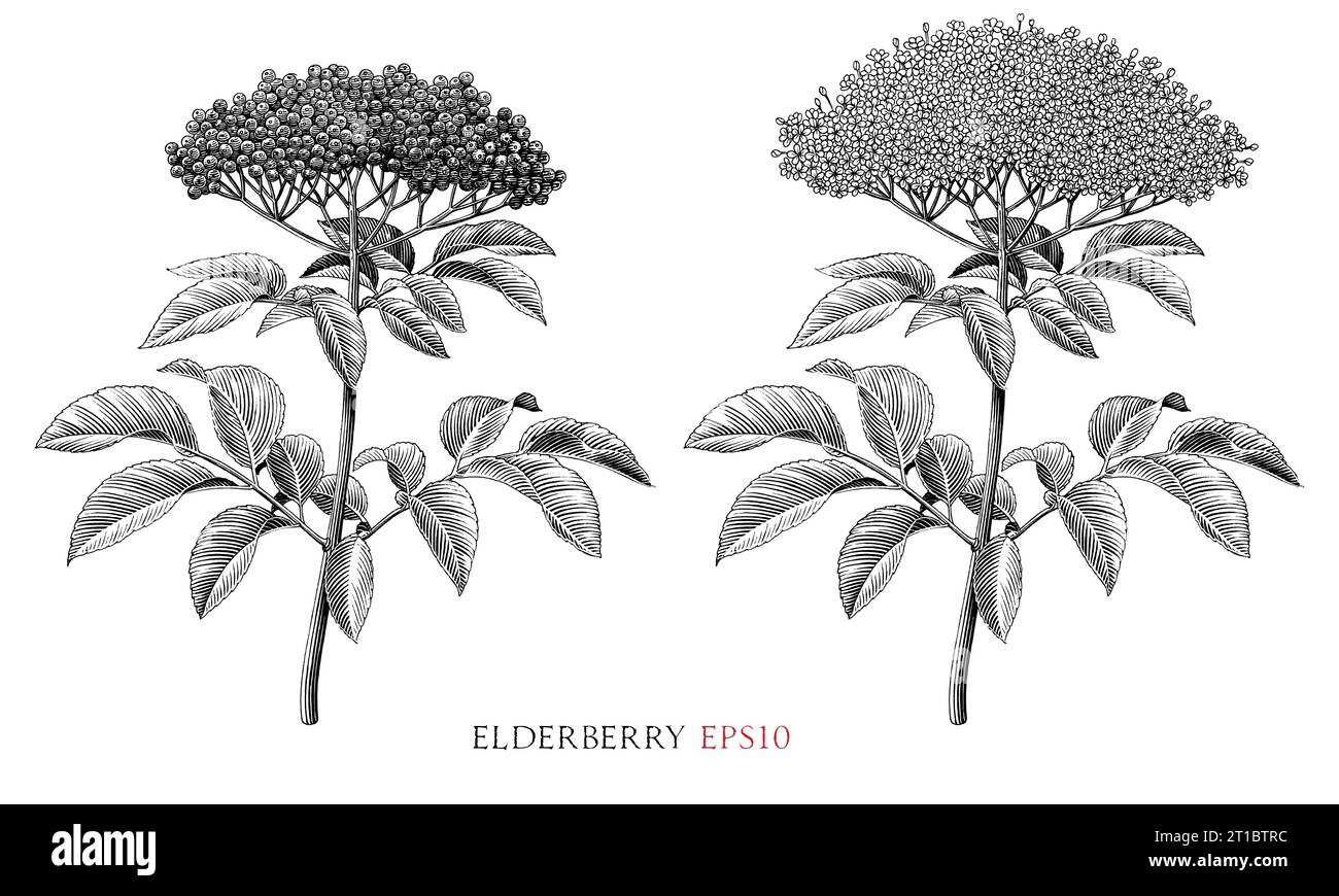 Elderberry botanical vintage illustration black and white clip art ... Elderberry botanical vintage illustration black and white clip art ...