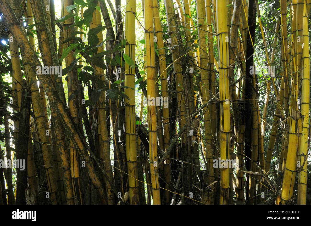 Green natural nature vegetation hi-res stock photography and images - Alamy