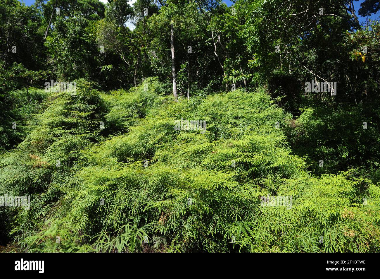 Typical vegetation of Ilha Grande, located in the state of Rio de ...