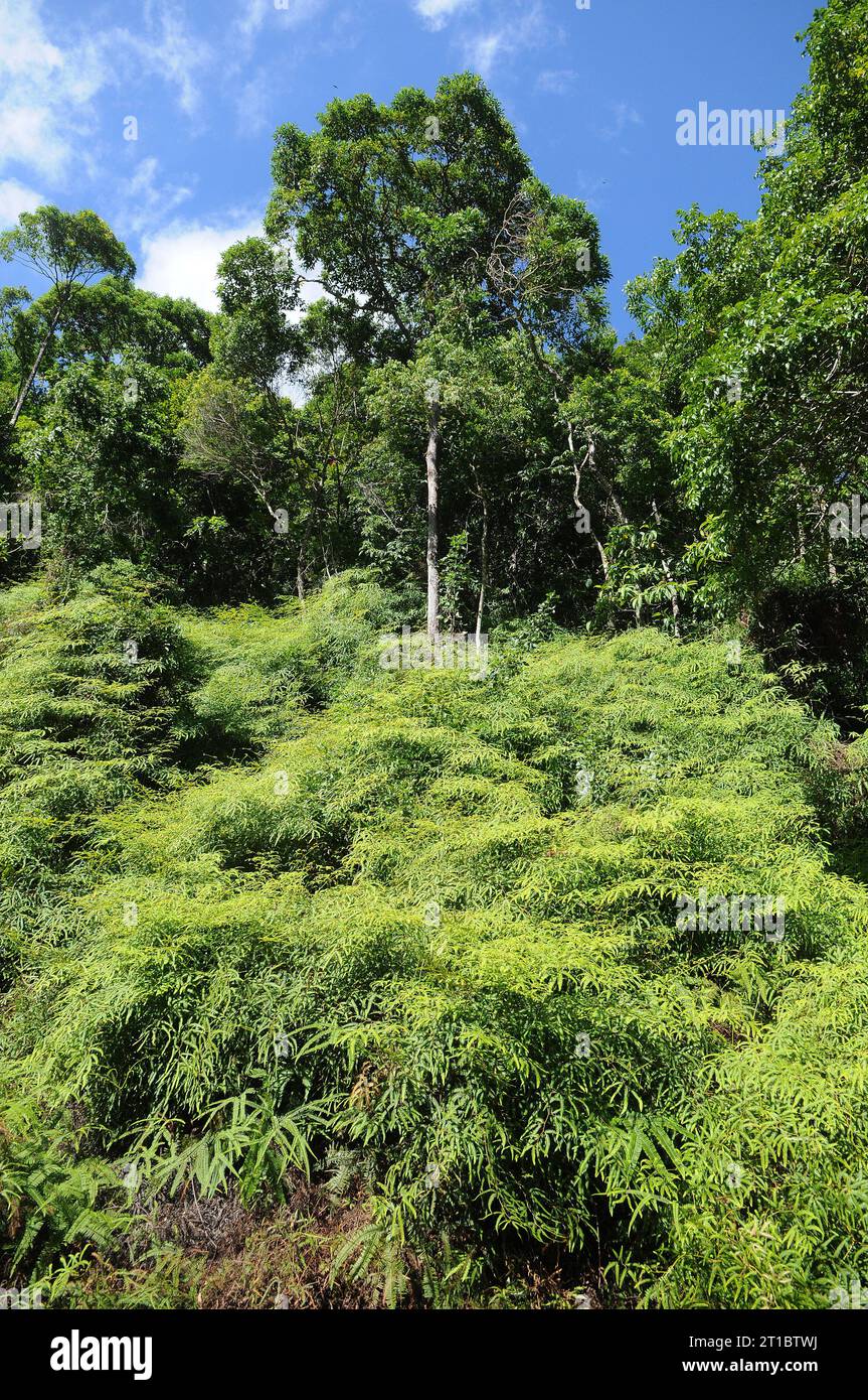 Typical vegetation of Ilha Grande, located in the state of Rio de ...