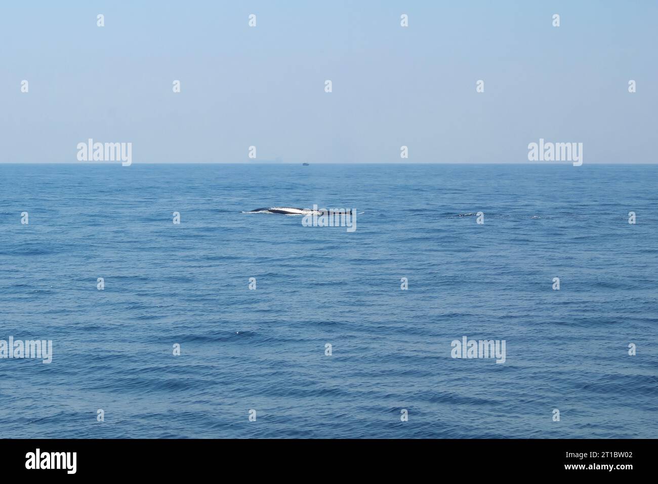 Two blue whales emerging from water on a sunny day, Indian Ocean, Sri ...