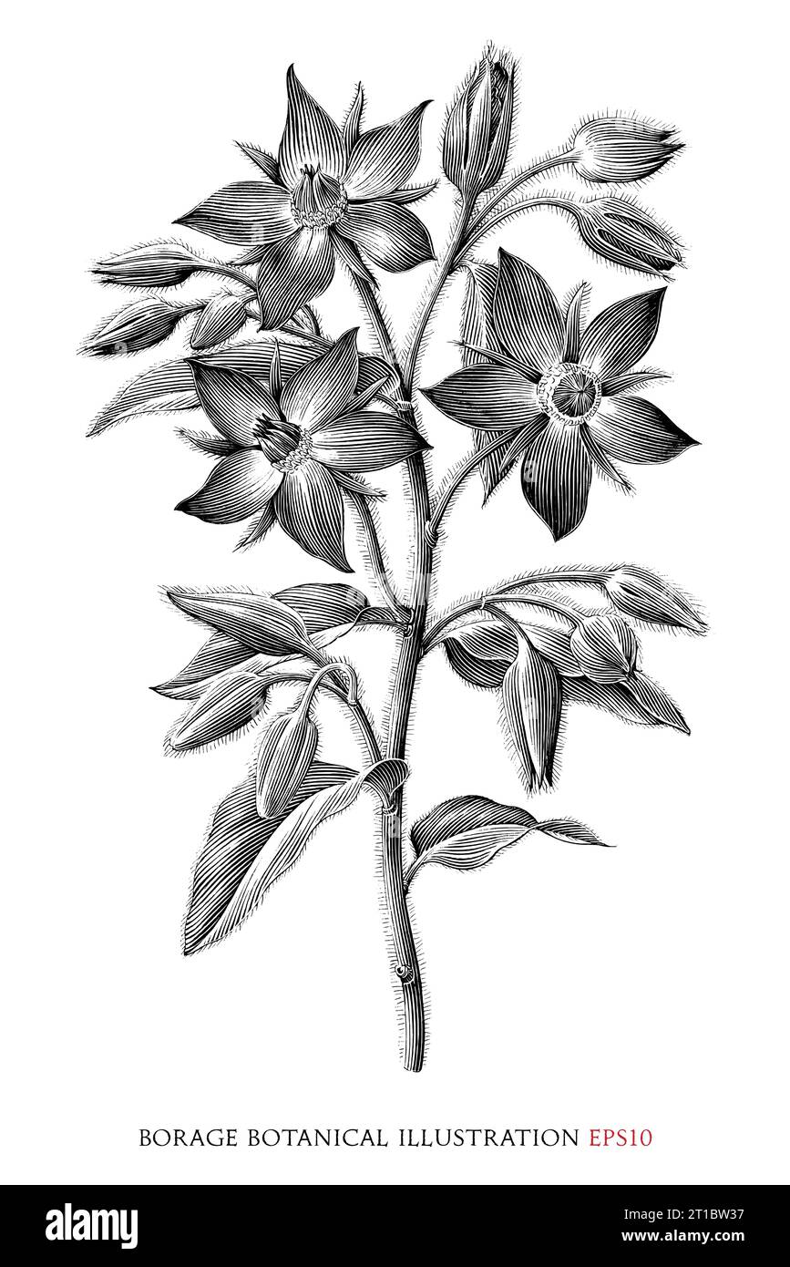 Borage leaf Stock Vector Images - Alamy