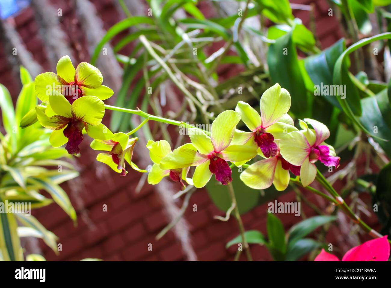 Colorful Flowers At Peradeniya Royal Botanical Garden Kandy, Sri Lanka ...