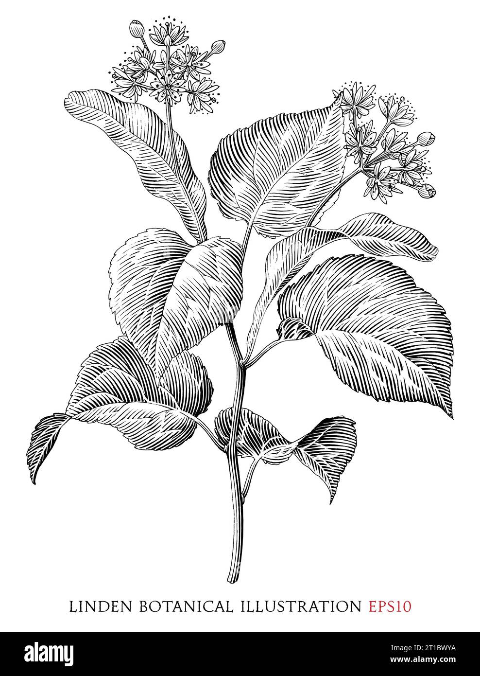 Linden botanical vintage illustration black and white clip art Stock ...