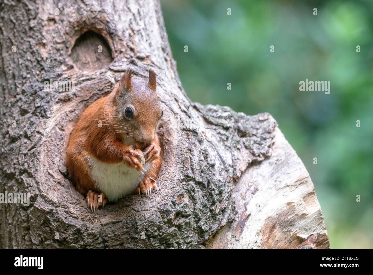 Eurasian red squirrel (Sciurus vulgaris) looks outside a hollow on a ...