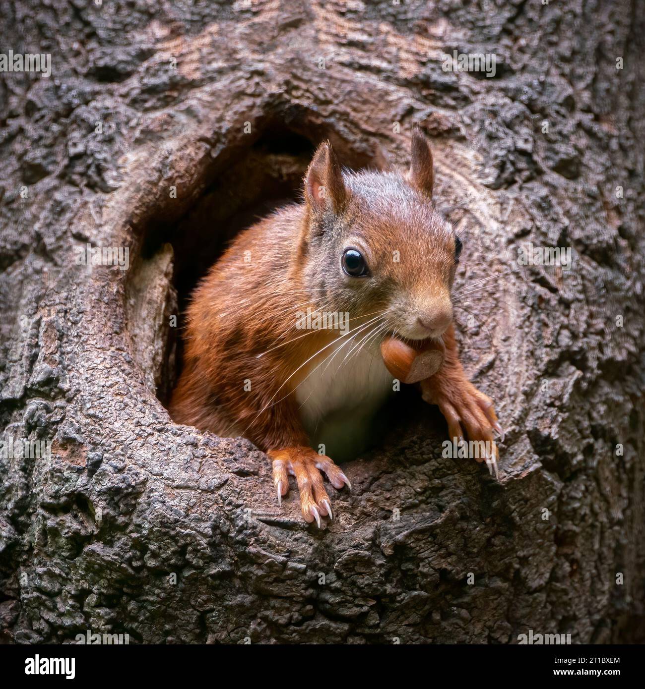 Eurasian red squirrel (Sciurus vulgaris) looks outside a hollow on a ...