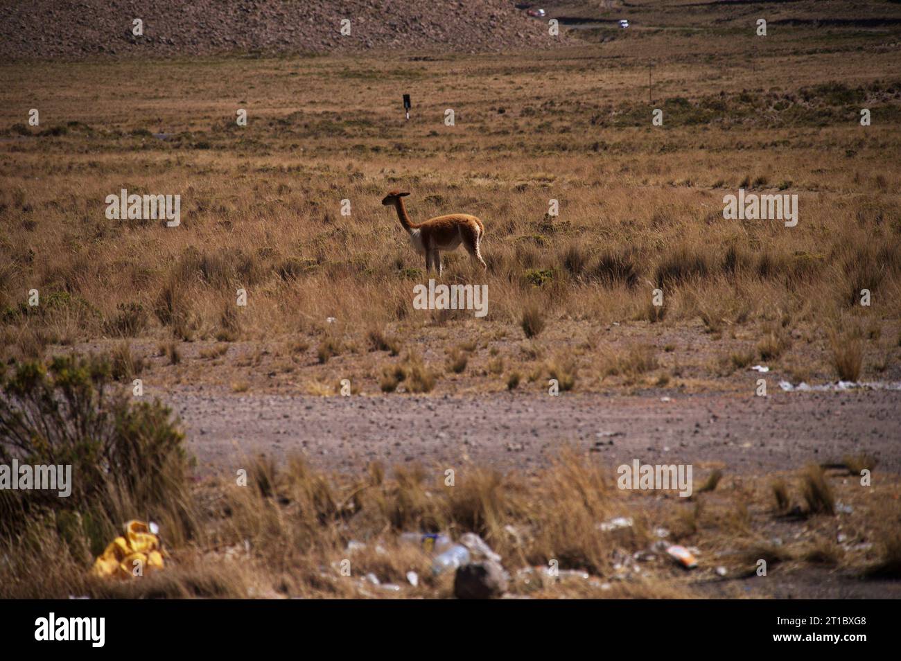 Grazing environment hi-res stock photography and images - Alamy