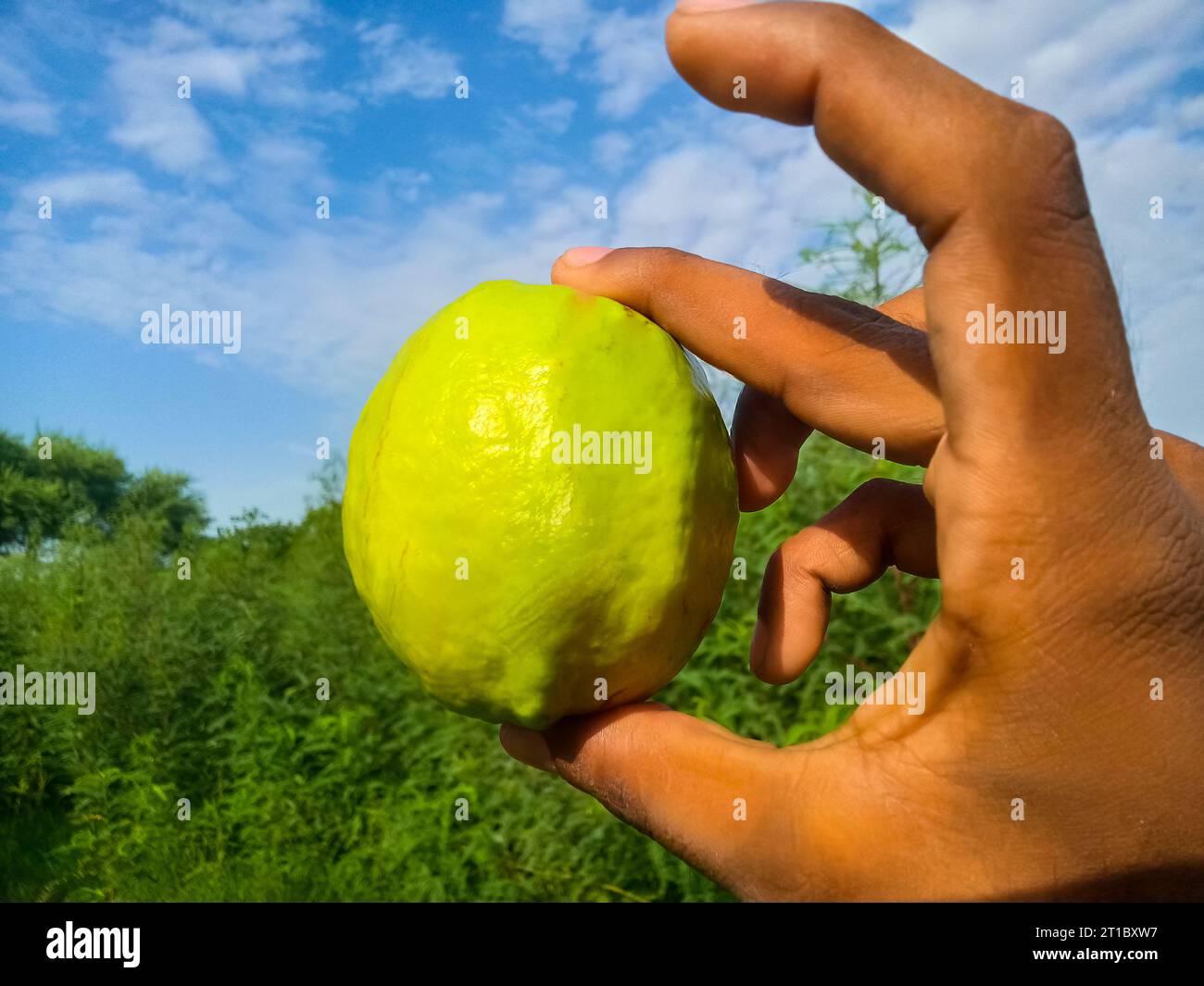 guava are on the tree branch. Hanging guava fruit. Close up of guavas ...