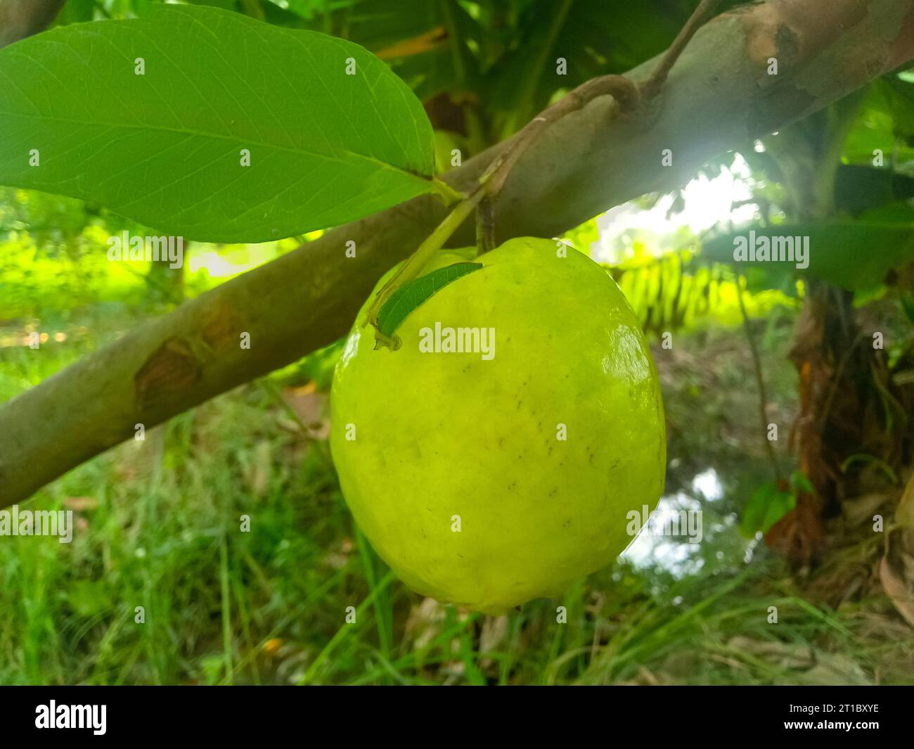 guava are on the tree branch. Hanging guava fruit. Close up of guavas . Healthy food concept ...