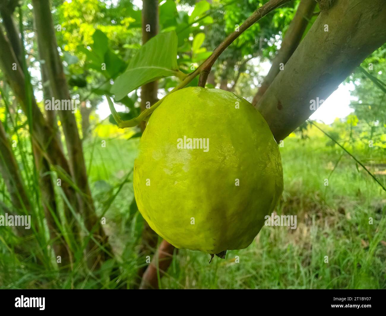 guava are on the tree branch. Hanging guava fruit. Close up of guavas . Healthy food concept ...