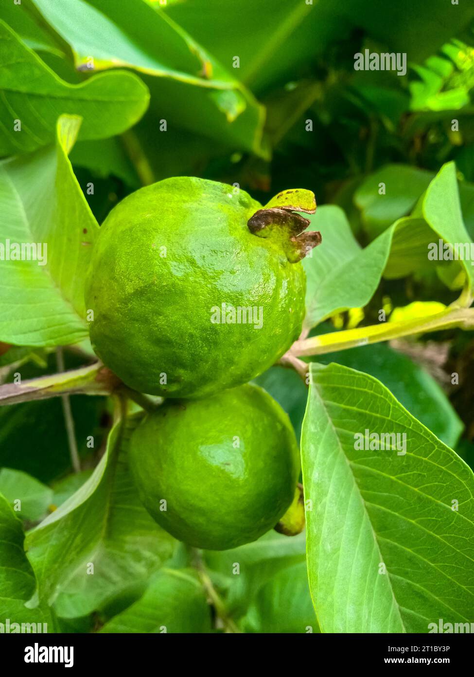 guava are on the tree branch. Hanging guava fruit. Close up of guavas . Healthy food concept ...