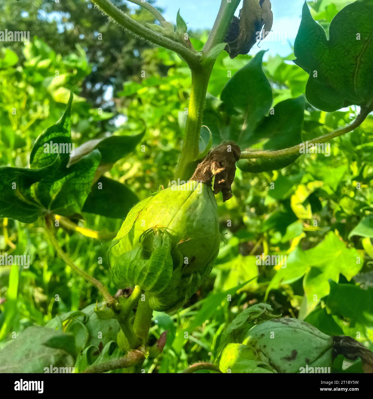 Close up of green color Cotton Boll on Cotton plant.Green cotton field ...