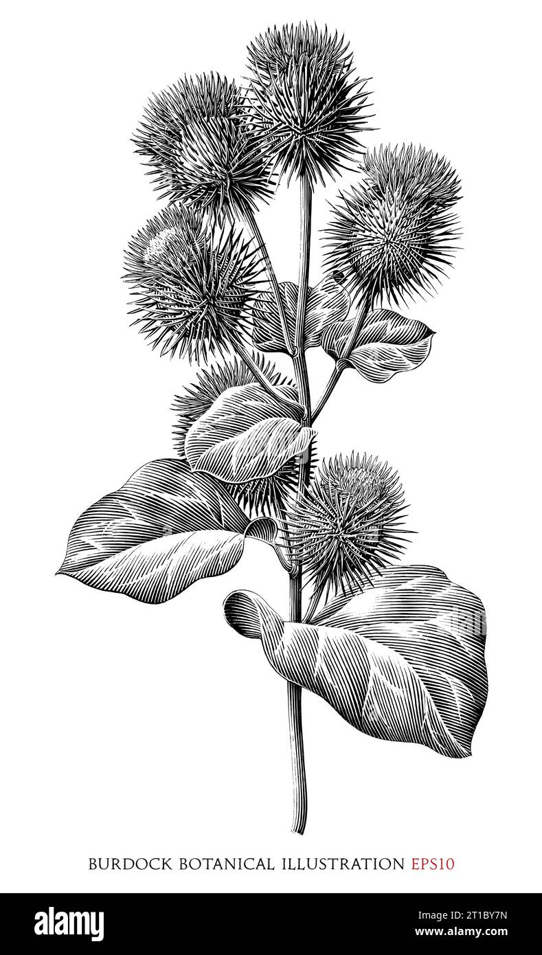 Botanical supplement Stock Vector Images - Alamy