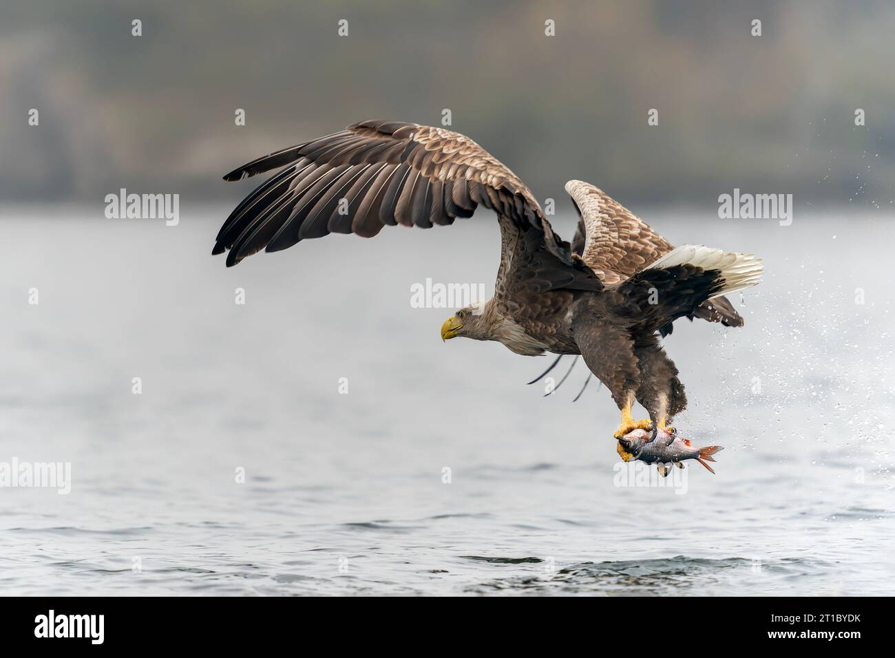 white tailed eagle (Haliaeetus albicilla) taking a fish out of the ...