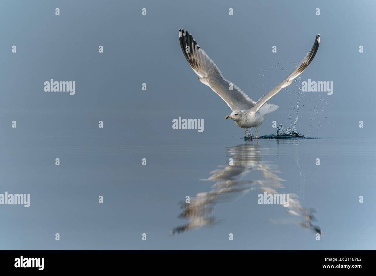 Caspian Gull (Larus cachinnans) takes off in the oder delta in Poland ...