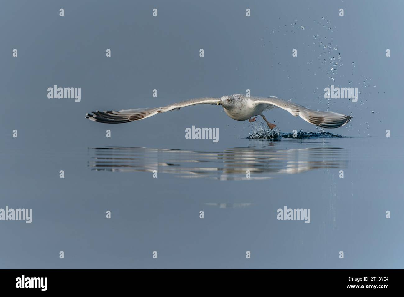 Caspian Gull (Larus cachinnans) takes off in the oder delta in Poland ...